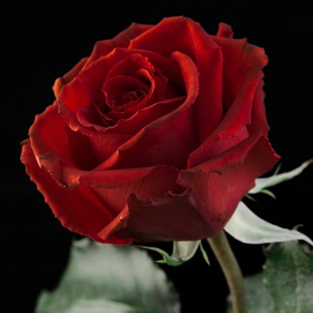 Sense Ecuador socially conscious foods & products from Ecuador