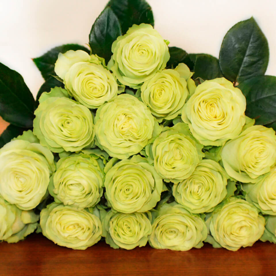 Wasabi Garden Roses